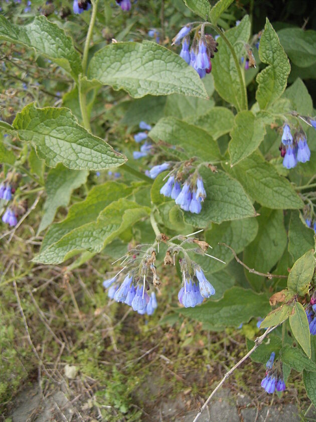 Identifying Comfreys - Mother Earth Living